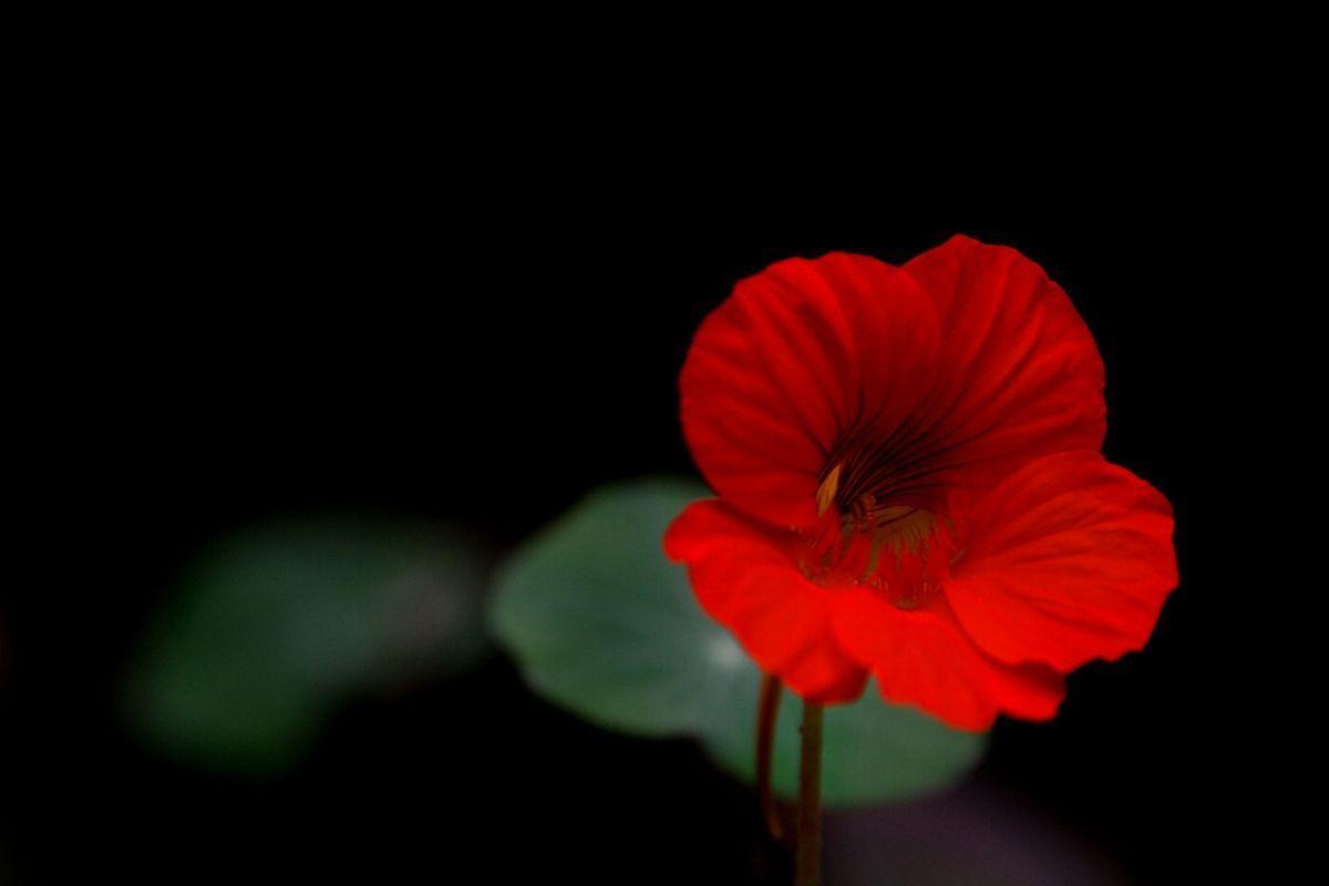 Red Flower Wallpapers - Wallpaper Cave