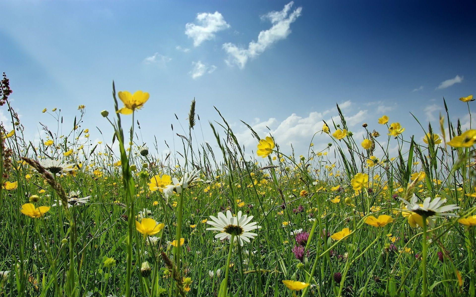 Wildflower Wallpapers Wallpaper Cave