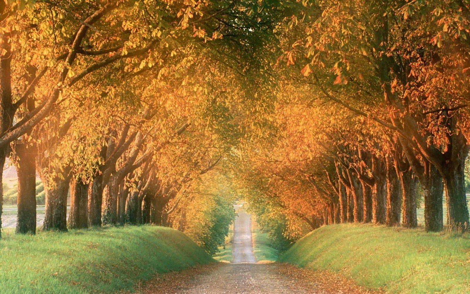 PC Desktop Wallpapers HD - Wallpaper Cave