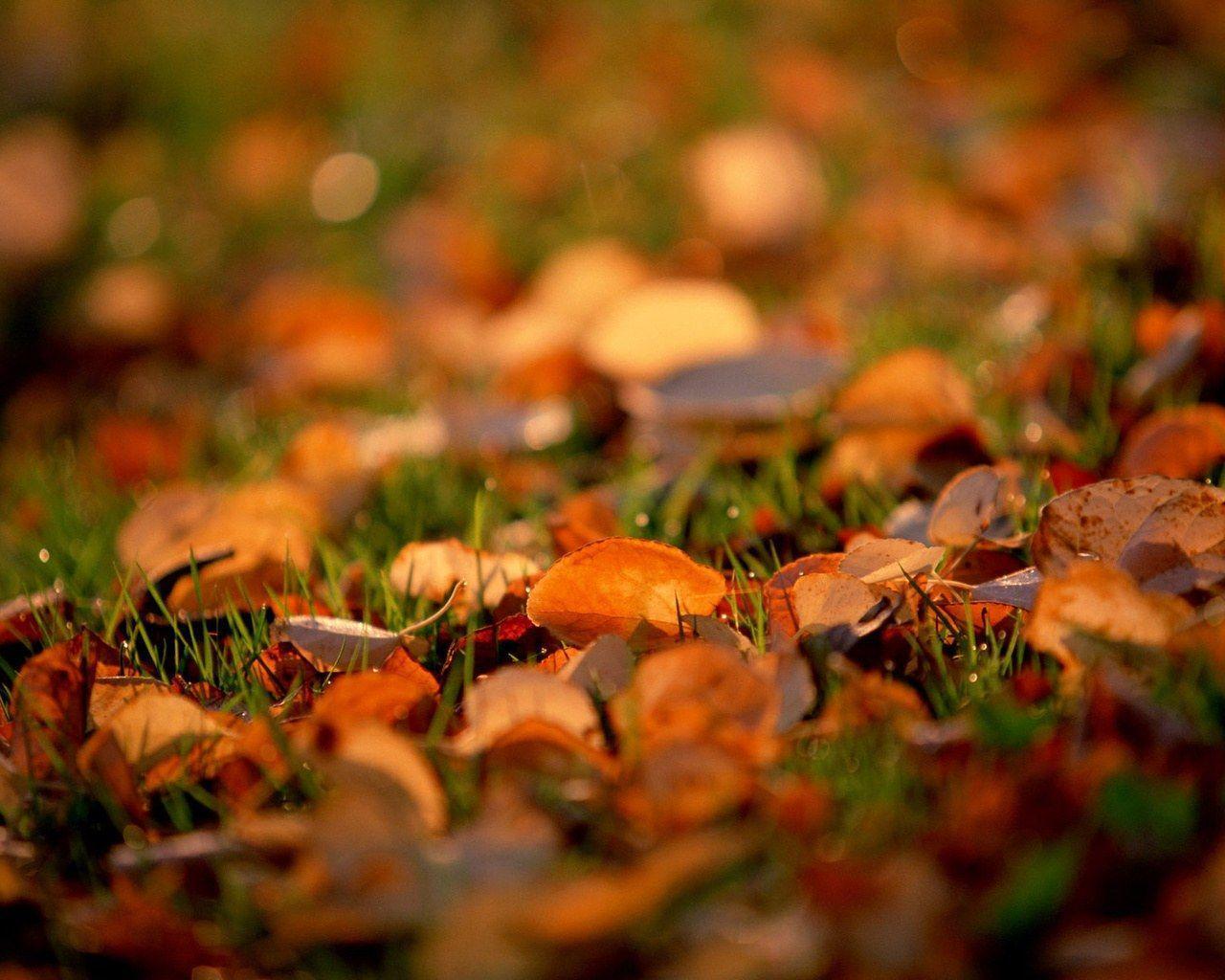Autum Wallpapers - Wallpaper Cave