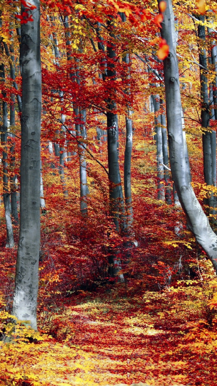 Featured Wallpapers - Wallpaper Cave