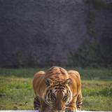 Nechar Wallpapers - Wallpaper Cave