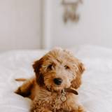 Firefly Wallpapers - Wallpaper Cave